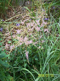 Astilbe simplicifolia hybrid 'Sprite' – ortelgarden