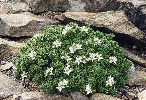 Arenaria aggregata var. obtusifolia – ortelgarden