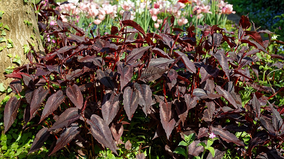 Persicaria microcephala 'Red Dragon' – ortelgarden