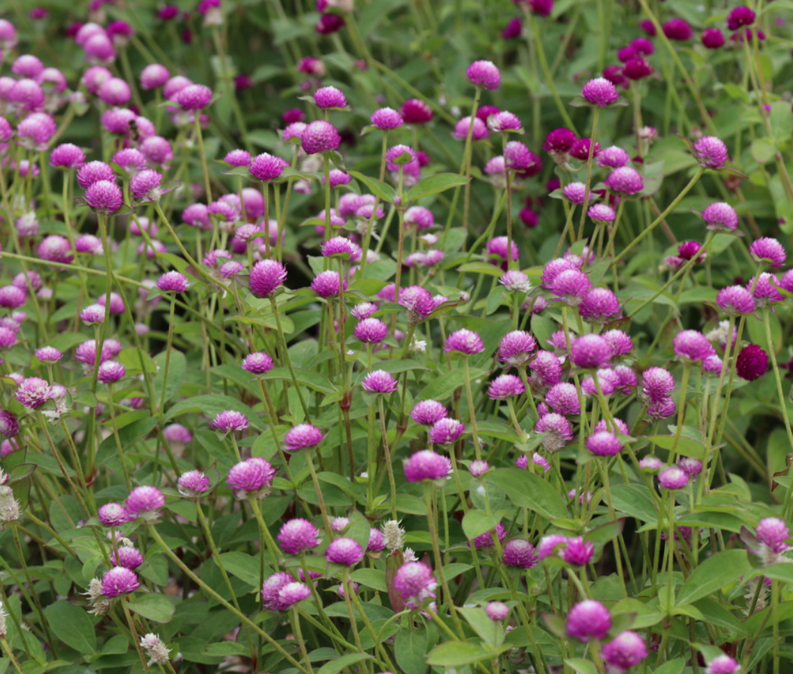 Gomphrena globosa 'Audray Rose Bicolor' – ortelgarden